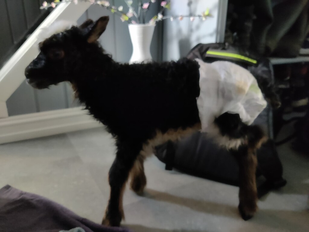 Prosthesis for a three-legged sheep using an EGC sensor and servo ...