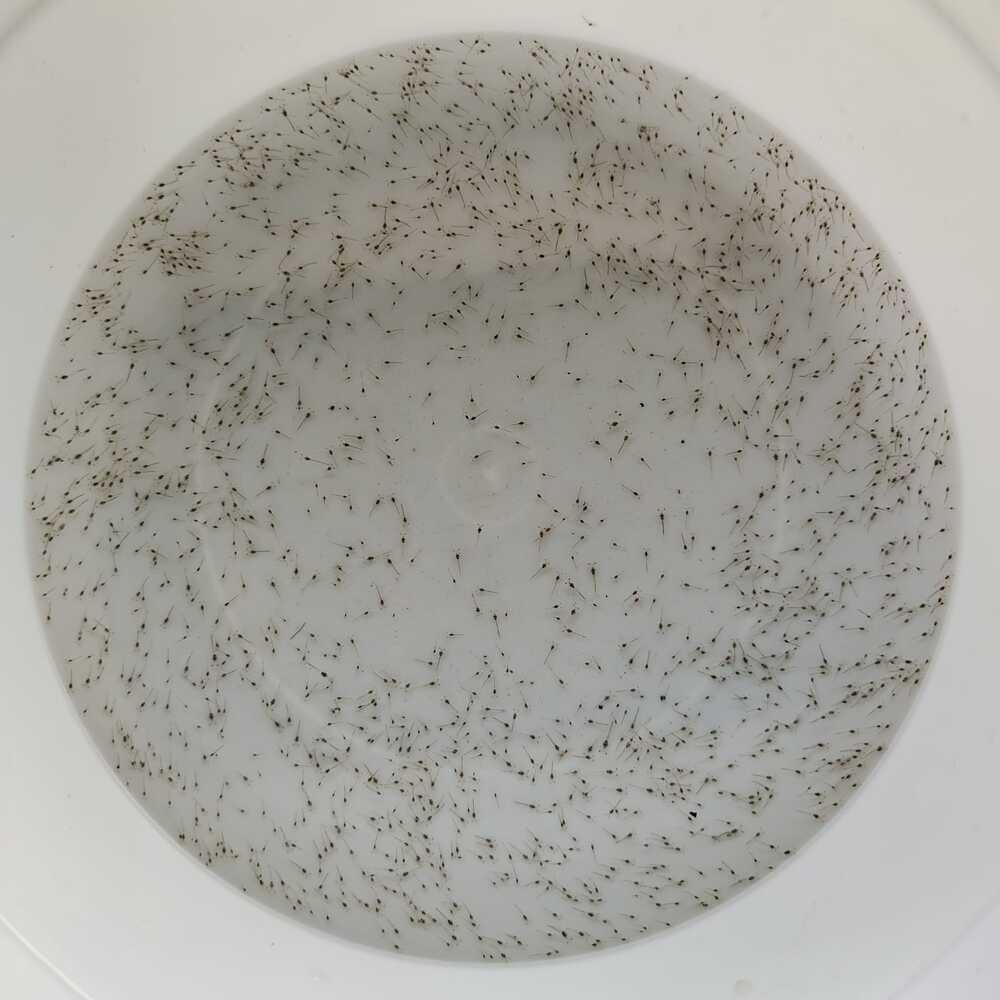 Esp32 cam counting object with camera not found - Programming - Arduino Forum