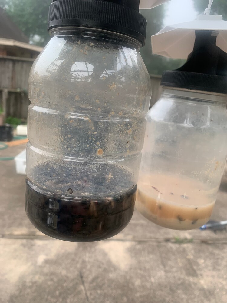 Mosquito, fly, and others, insect control, an optical method - Science ...