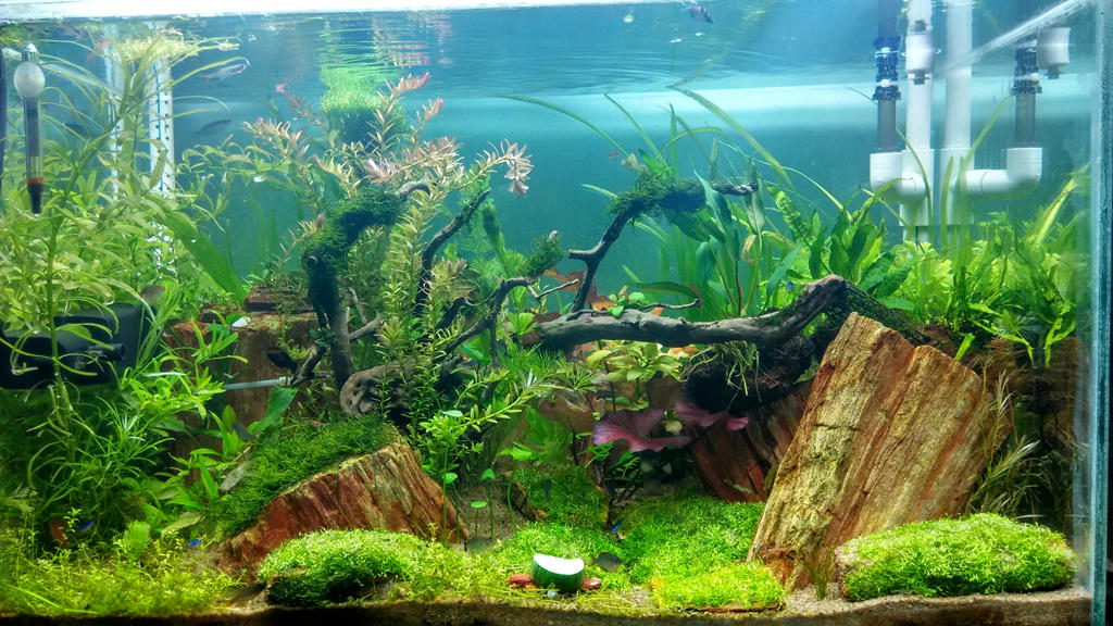 need help for aquarium automation project - General Guidance - Arduino ...