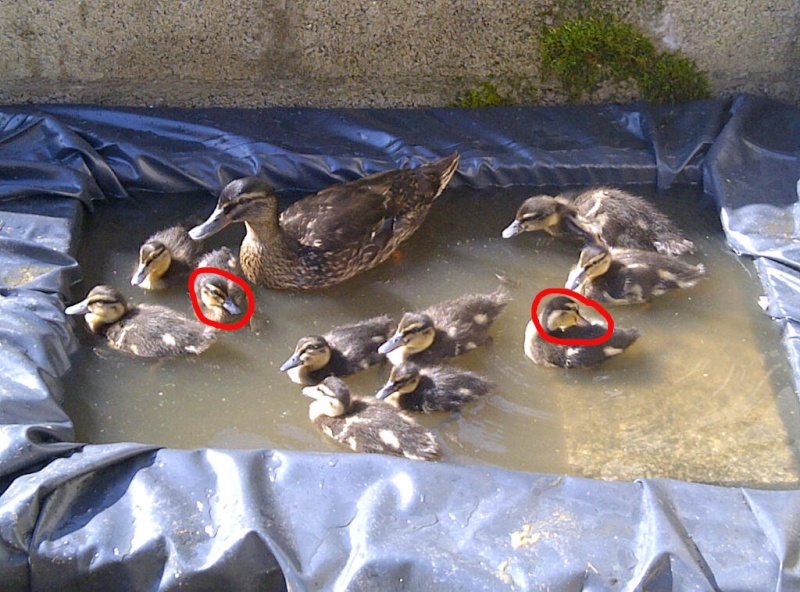 le carnet rose d'infobarquee - Le bar - Arduino Forum