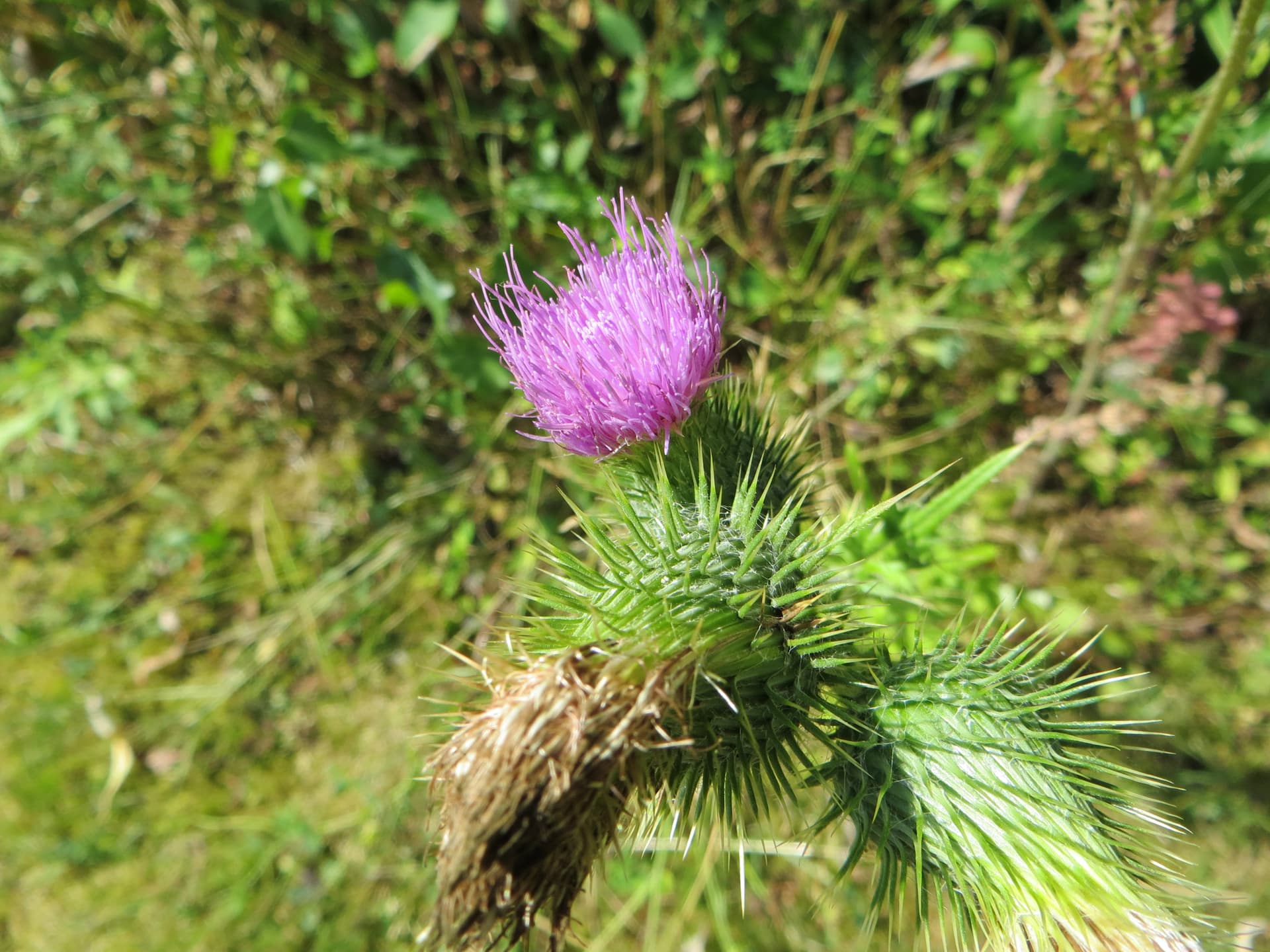 Stromversorgung Arduino - Für Roboter ( Hexapod ) - Page 19 - Deutsch - Arduino Forum