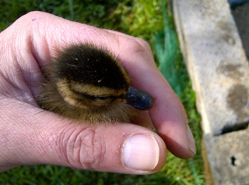 le carnet rose d'infobarquee - Le bar - Arduino Forum