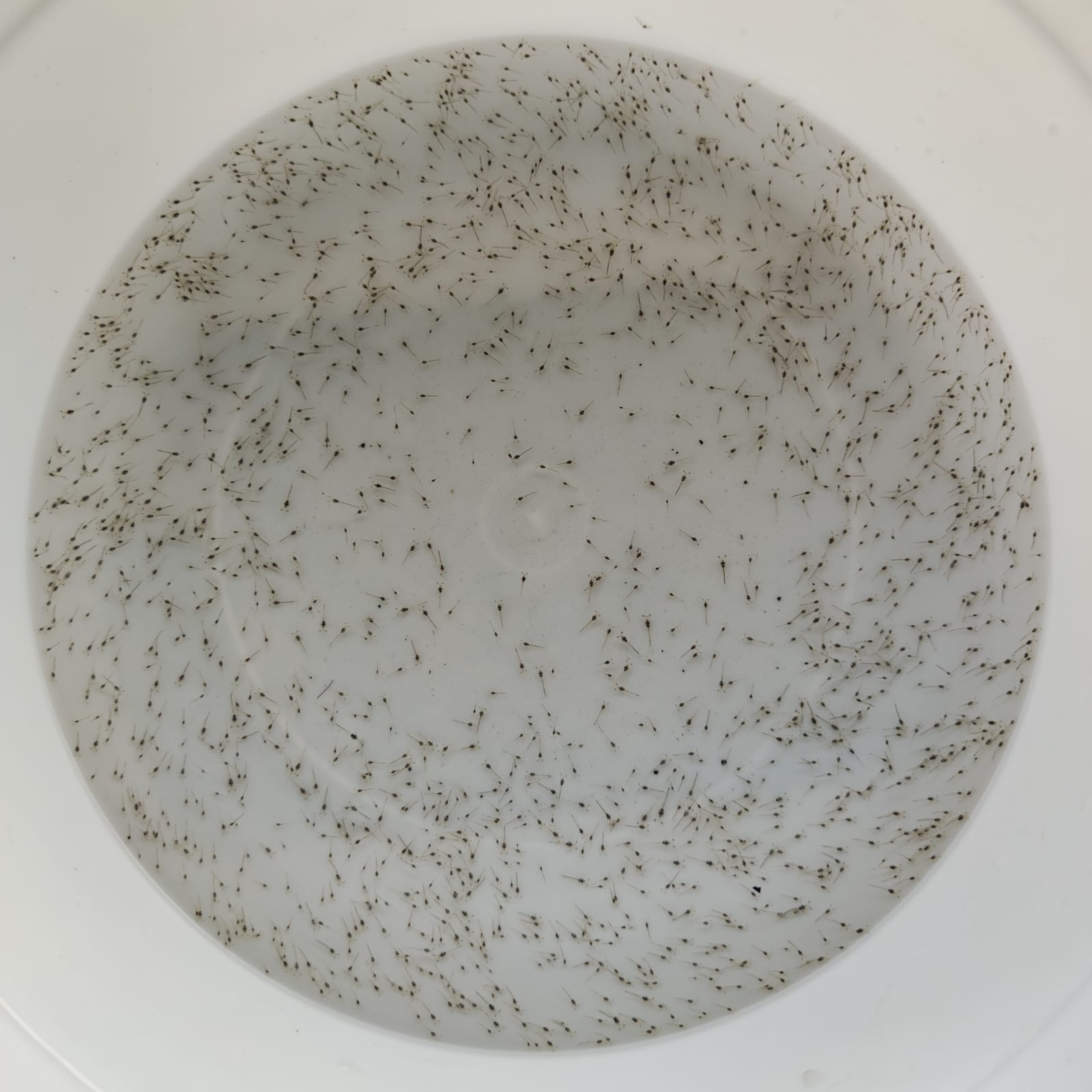 Esp32 cam counting object with camera not found - Programming Questions - Arduino Forum