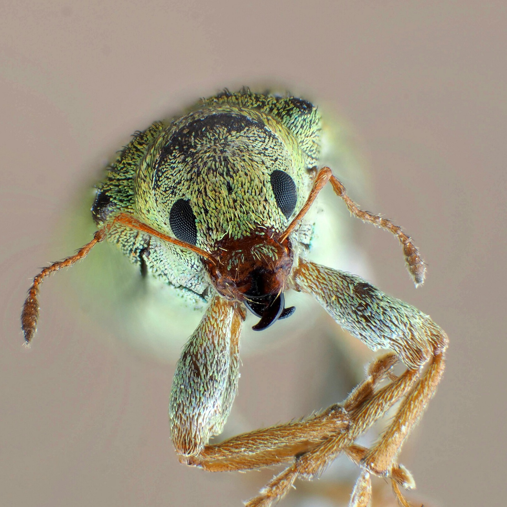 focus stacking - Français - Arduino Forum