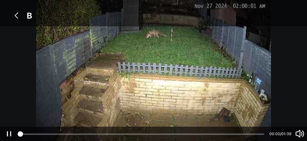 Regular fox vis - Fun Captures - eufy Community