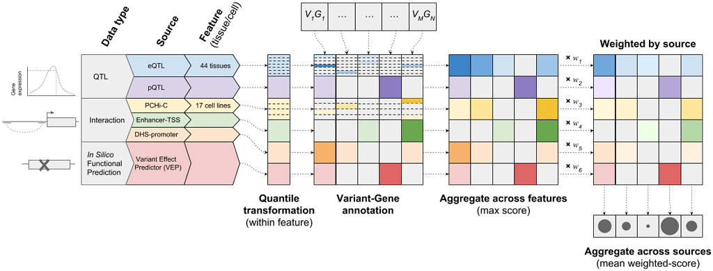 How to interpret Variant-to-Gene (V2G) and Locus-to-Gene (L2G) scores ...