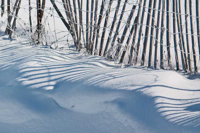 Shadow Colors - Unity Engine - Unity Discussions