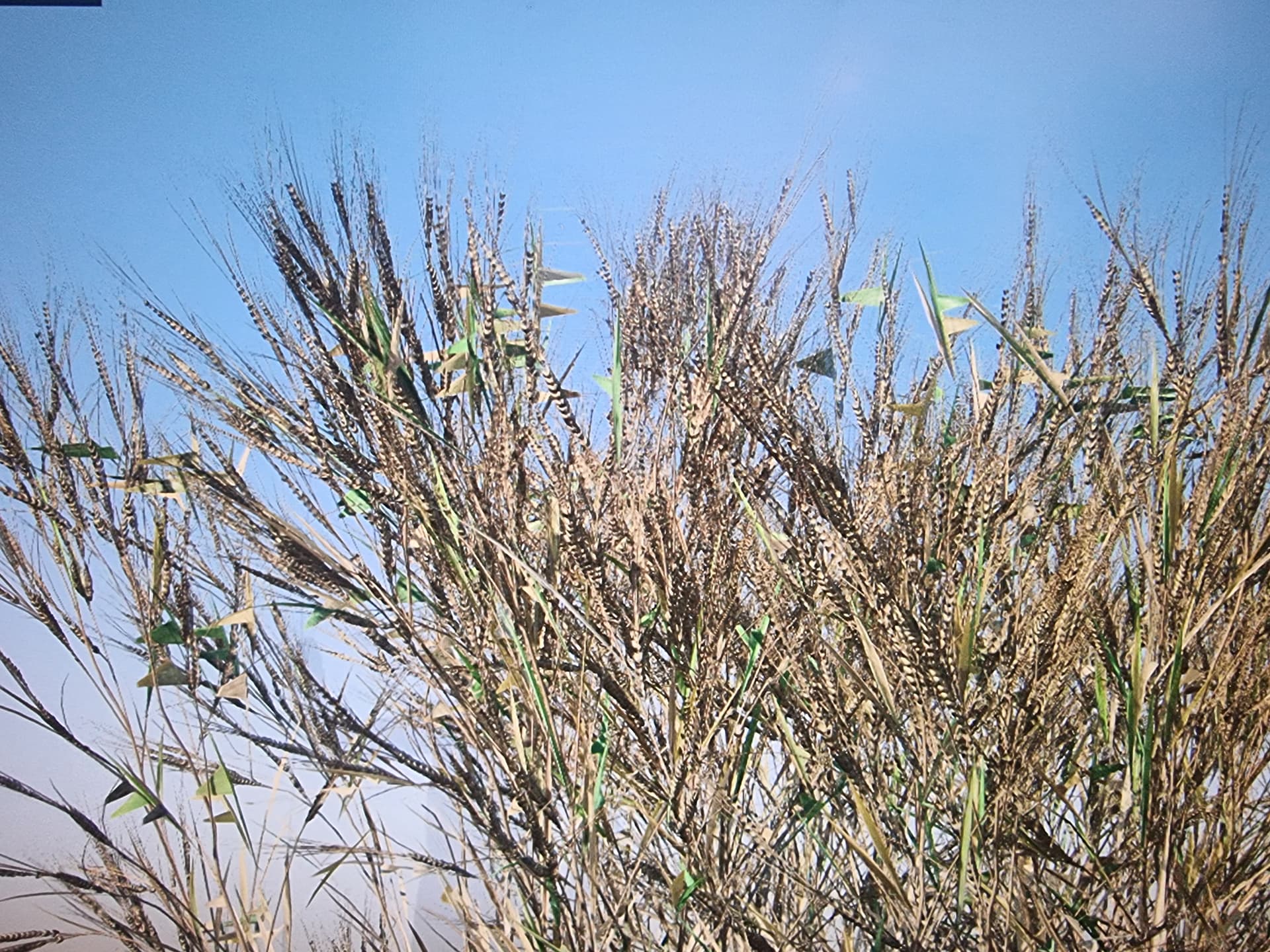 Frond increases when I wind animize the wheat - SpeedTree - Unity ...