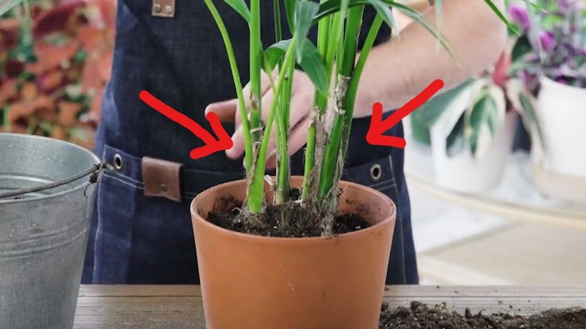 How to Model Realistic Leaf Sheaths at Stem Bases for Kentia Palm in ...